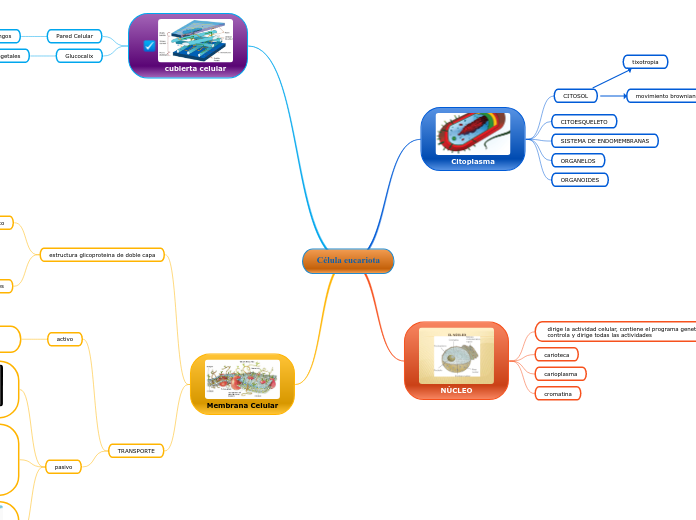 Célula eucariota - Mind Map
